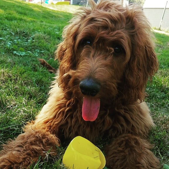 Have you seen our Red Irish Goldendoodles walking in Chicago ...