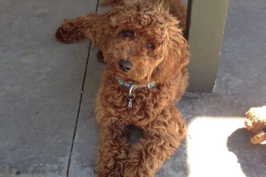 Goldendoodle Puppies for Sale from Sunshine Acres