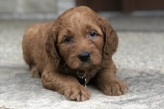 Welcome to Sunshine Acres | Raising the Goldendoodle since 2002